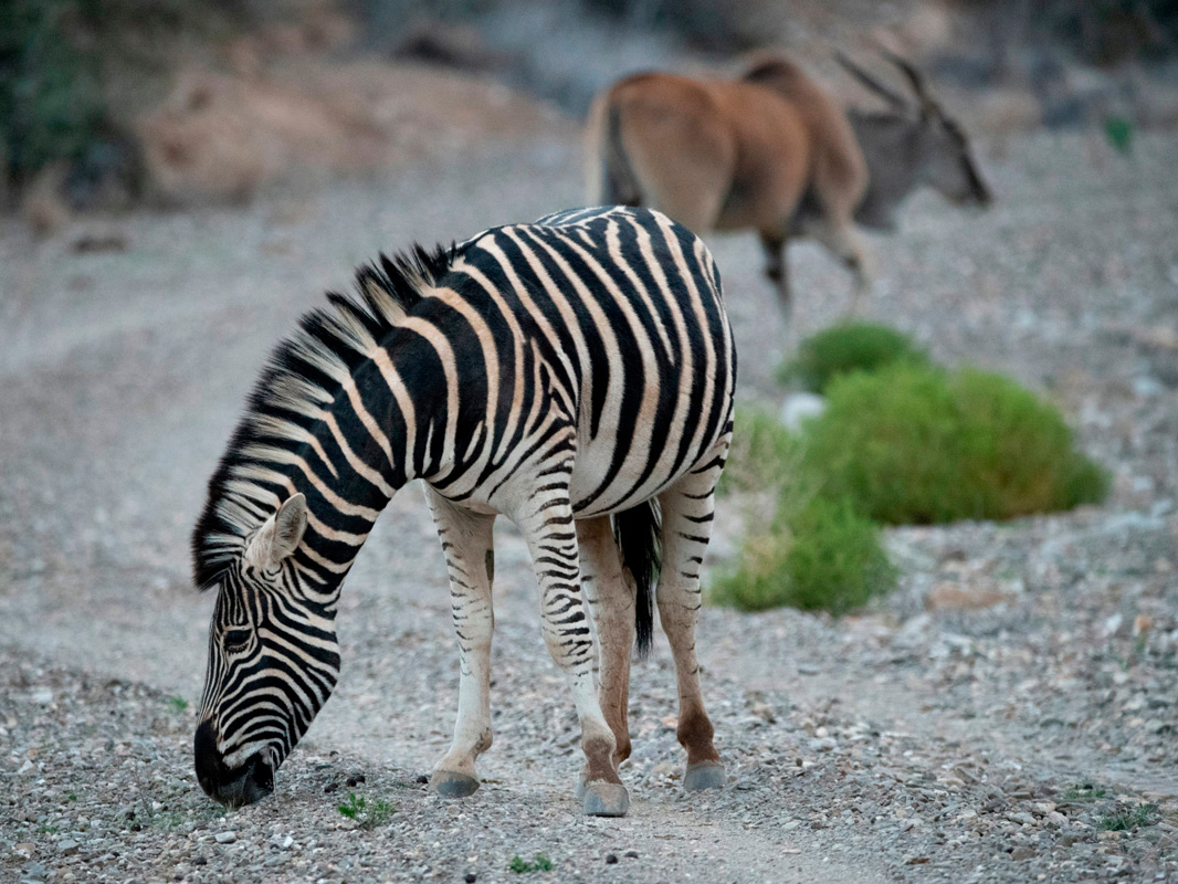 Eindelijk! We weten waarom zebra’s strepen hebben - Zin in Nederlands